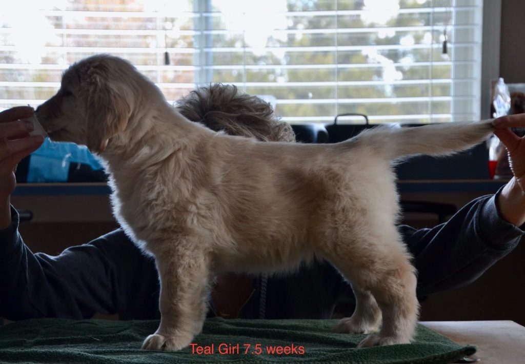 Our Girls – Osogold Golden Retrievers