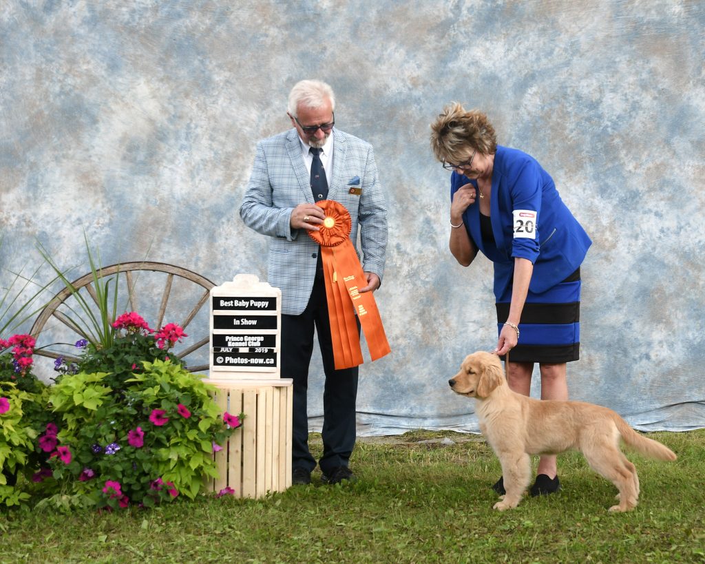 Our Girls – Osogold Golden Retrievers