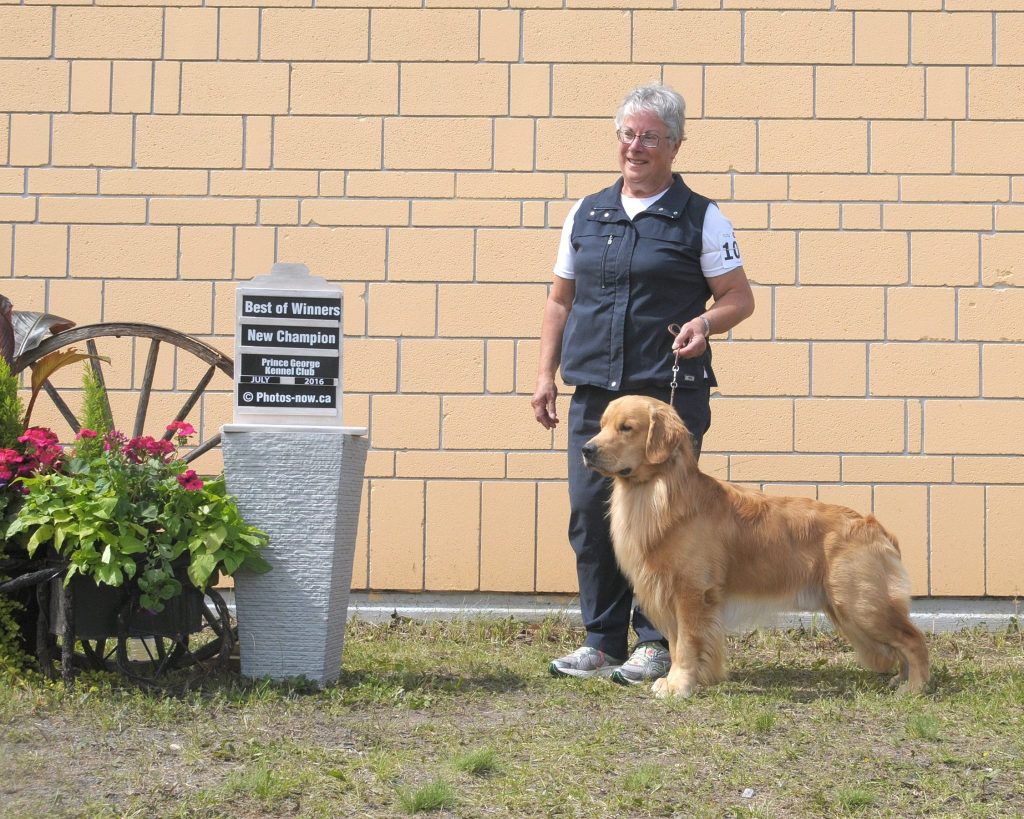 Parker – Osogold Golden Retrievers