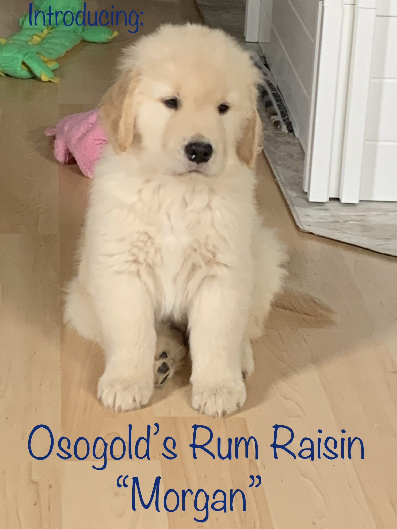 Our Boys – Osogold Golden Retrievers