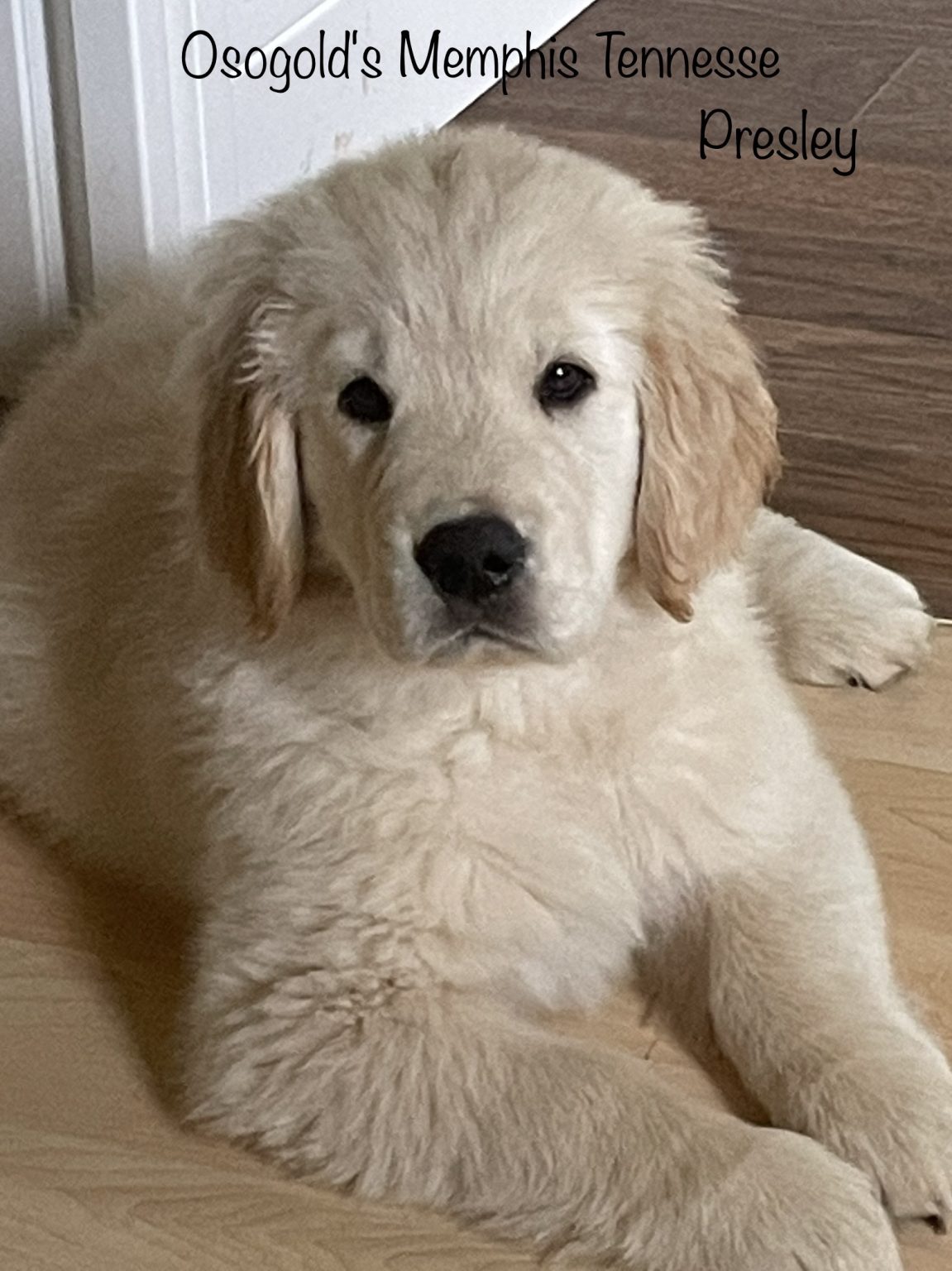 Presley – Osogold Golden Retrievers