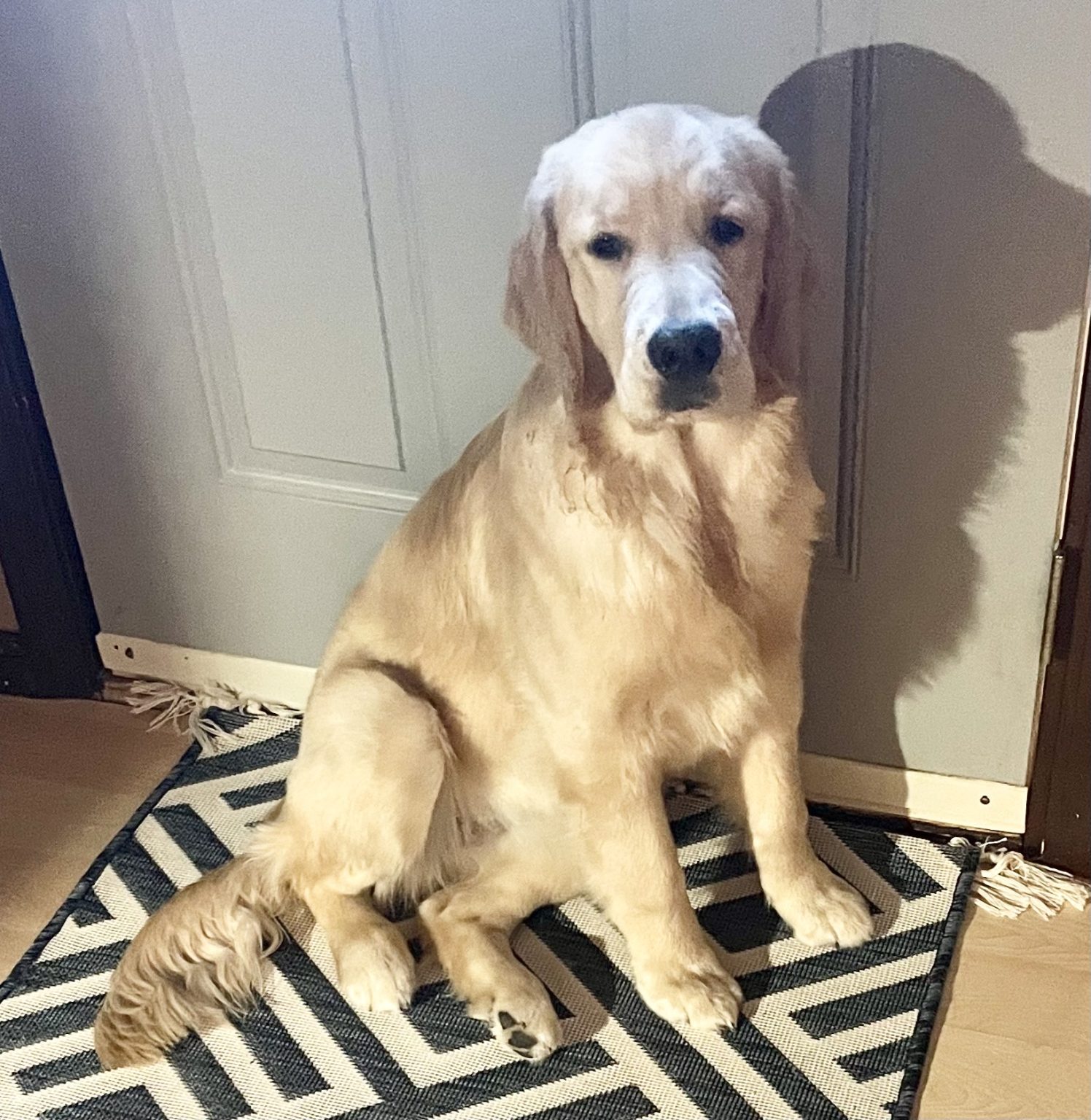 Thai – Osogold Golden Retrievers