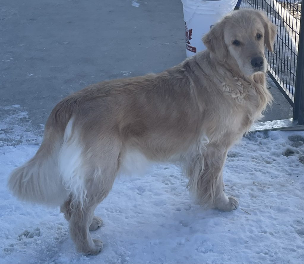Stevie – Osogold Golden Retrievers